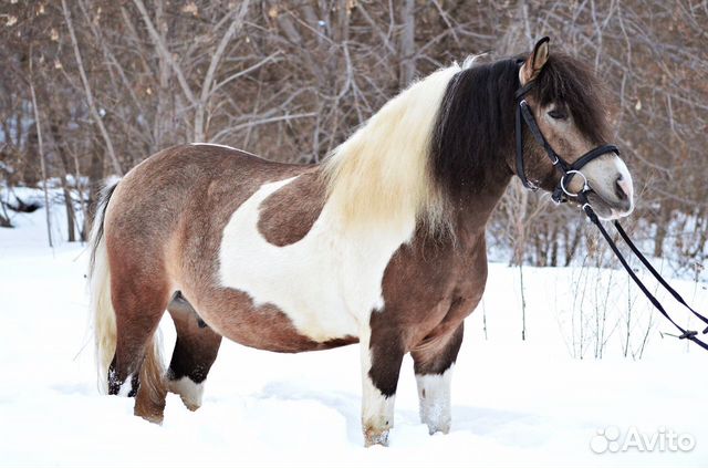Продам крупного пони