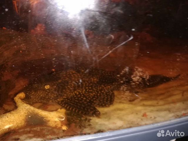 Сом парчовый 20см