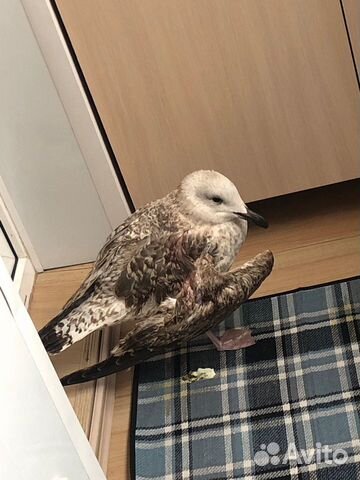 Раненая чайка