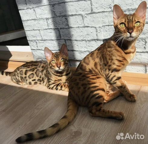 Бенгальская невеста