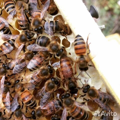 Пчелопакеты бакфаст 2021