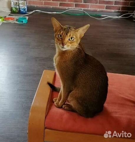 Вязка с очаровательным котиком Абиссинцем