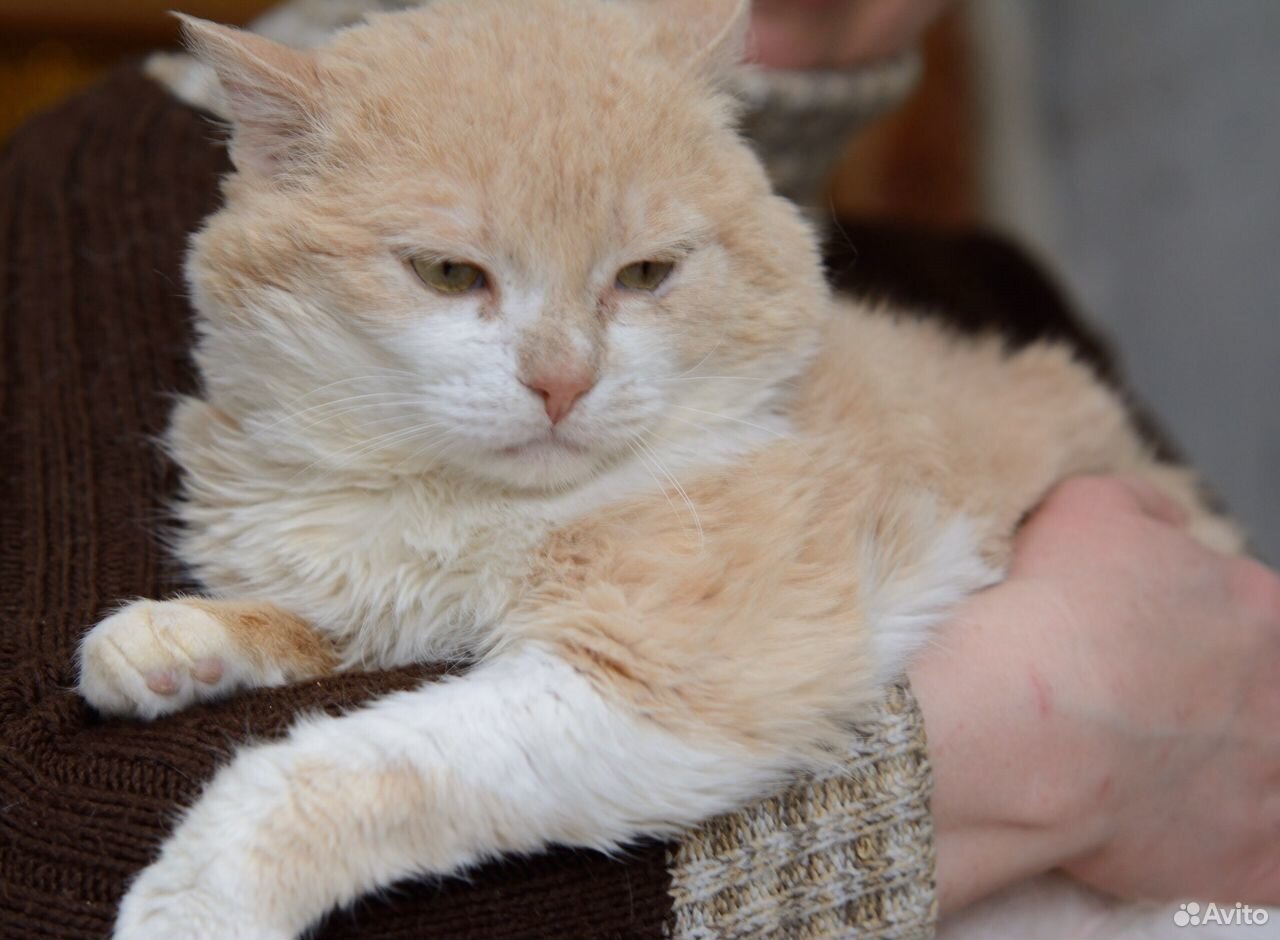 Шикарный кот Персик в добрые руки