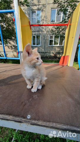 Котёнок