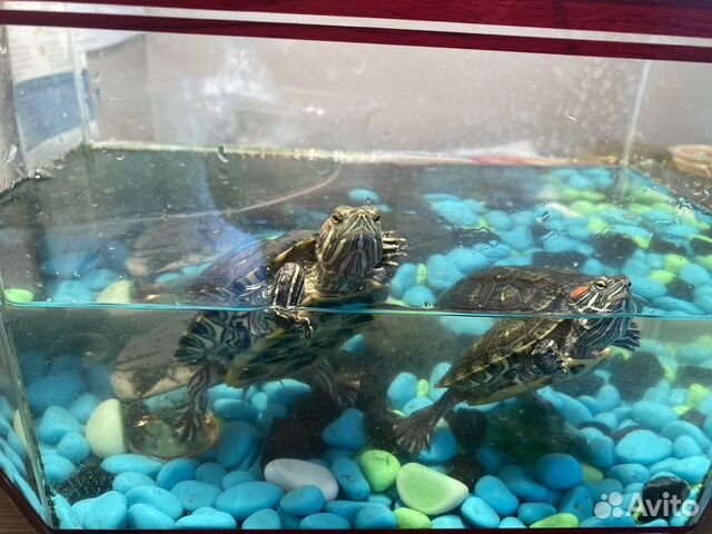 Отдаём черепах