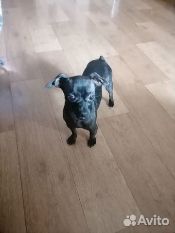 Тойчик Кузьма