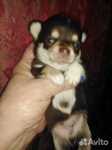 Щенята чихуахуа