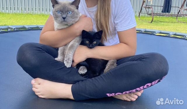 Котенок мальчик в москве бесплатно