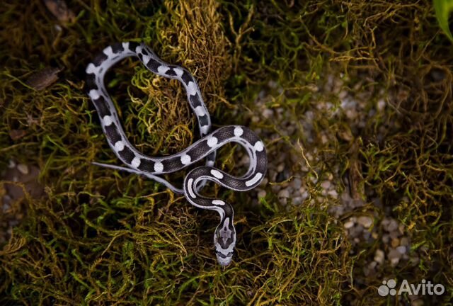 Змея маисовый полоз