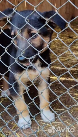 Щенки овчарята, бесплатно