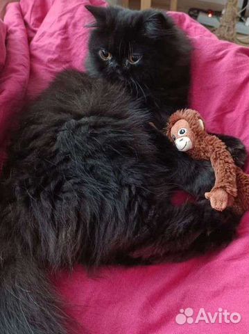 Персидская кошка, Вязка