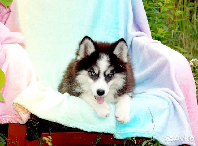 Помски (мини хаски)