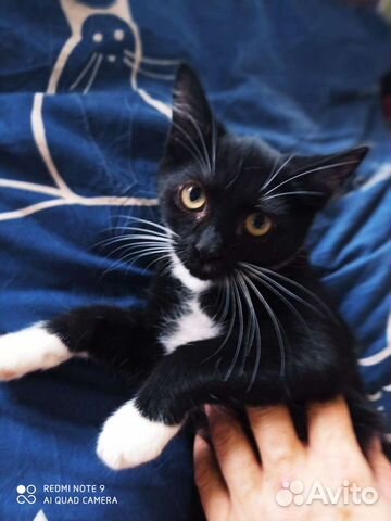 Котенок Тася в добрые руки