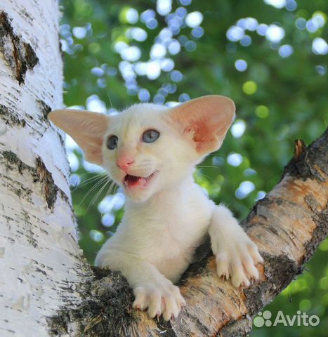 Ориентальчики, котята