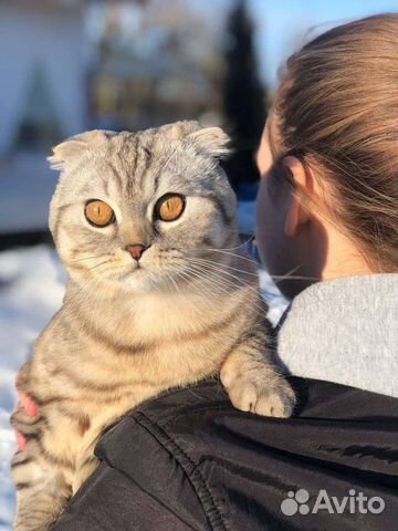 Шотландский вислоухий котик.Вязка