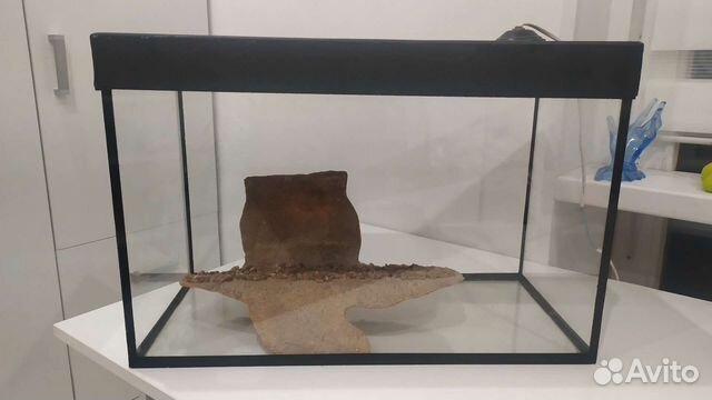 Домашние животные