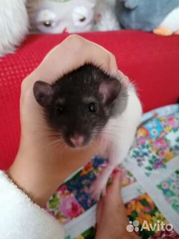 Крыса дамбо