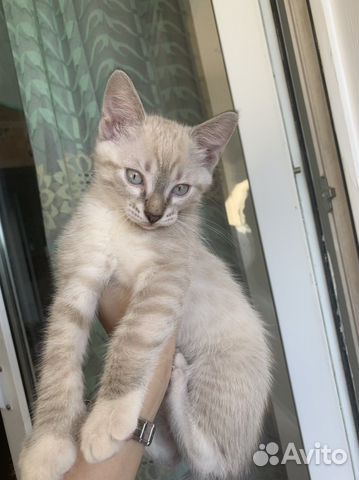 Тайский котенок