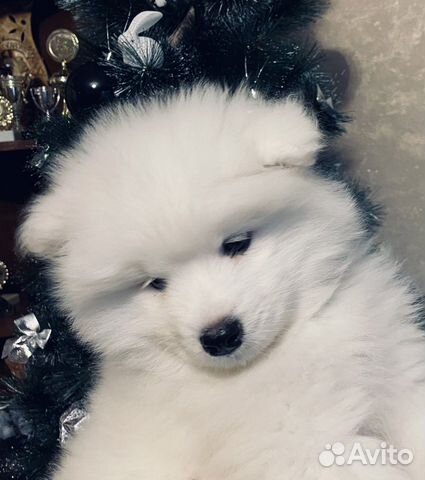 Самоед под Новогоднюю елочку