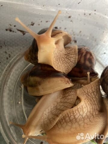 Улитки ахатины бесплатно