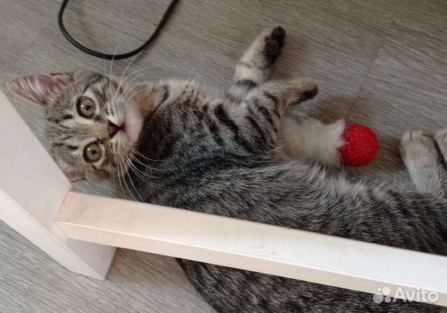 Кот Васечка в добрые руки