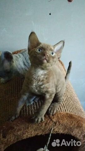 Котята девон-рекс 2 мес