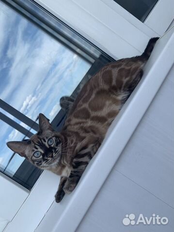 Бенгальские мальчики