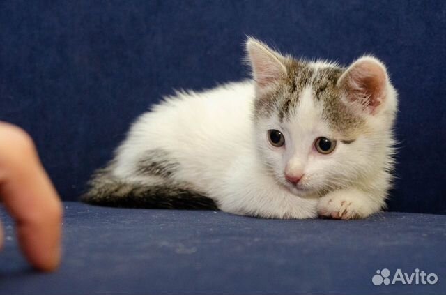 Котенок ищет дом