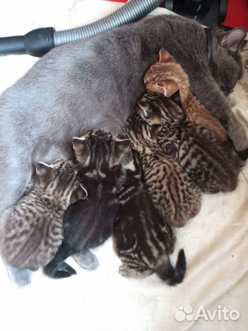 Британские котята мрамор