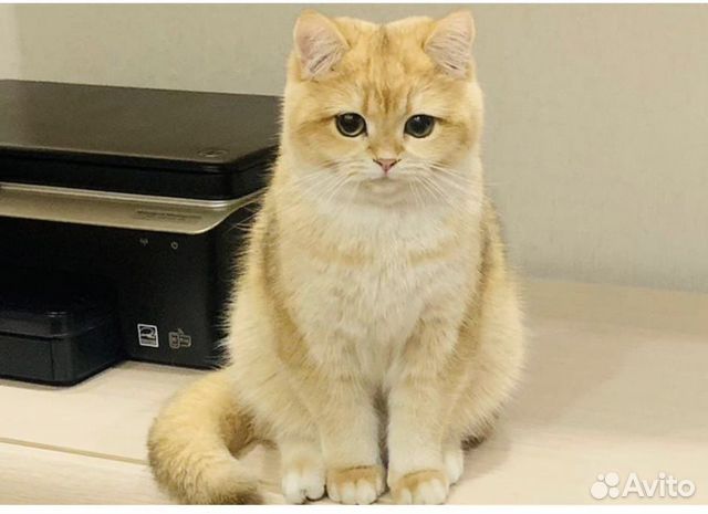 Кошка британская золотая шиншилла вязка