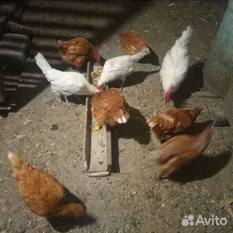 Куры несушки