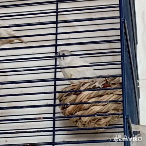 Зебровые амадины