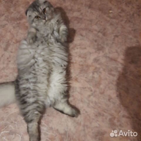 Шотландская вислоухая кошка