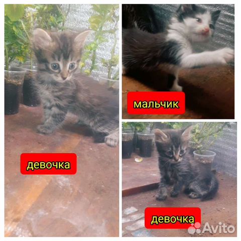 Кошка