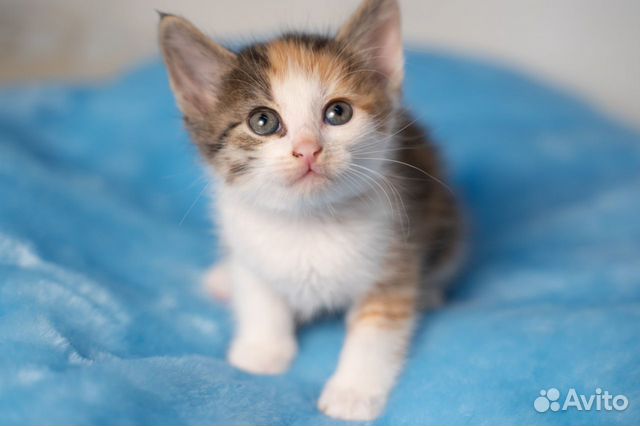 Котенок девочка Смузи в добрые руки