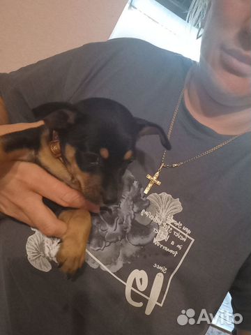 Собака порода той-терьер