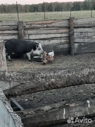 Хряк кармал