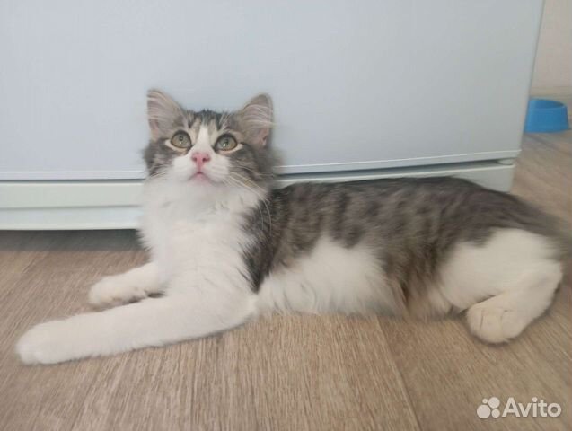 Котёнок в добрые руки