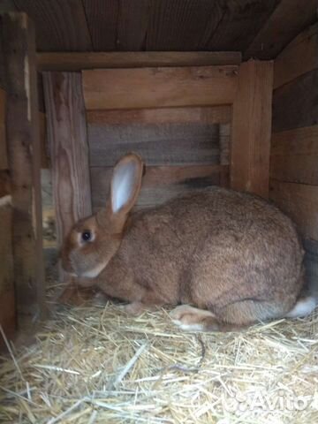 Продам мясо кролика