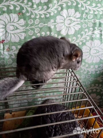 Шиншилла девочка 1.5 мес