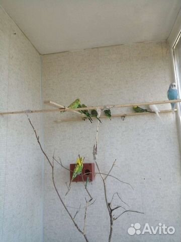 Волнистые попугаи получехи