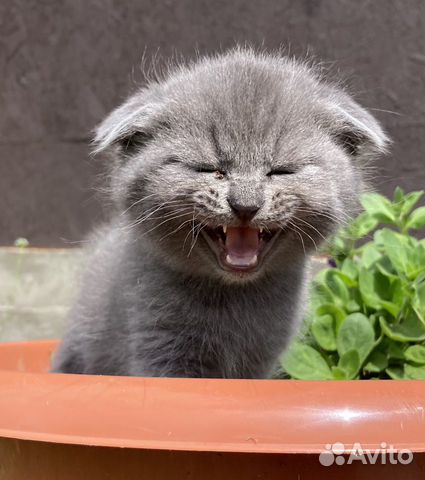 Шотландские котята