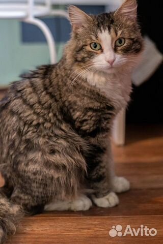 Кот молодой бесплатно