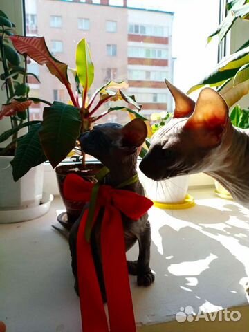 Донской сфинкс котята