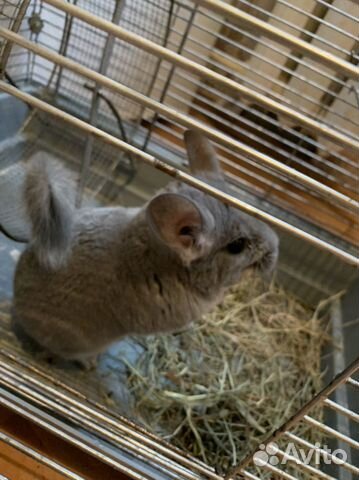 Домашние животные