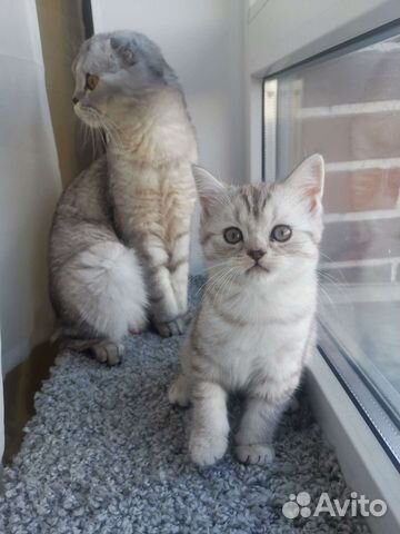 Шотландские котята, девочка