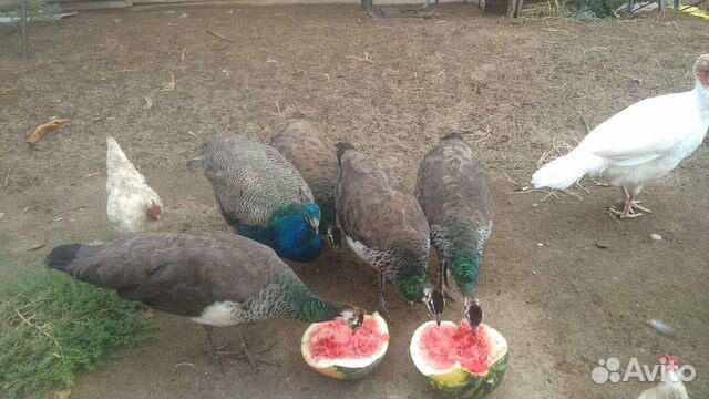 Павлины молодые 5 месячные