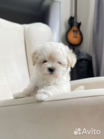 Мальтипу f1 мини эксклюзив