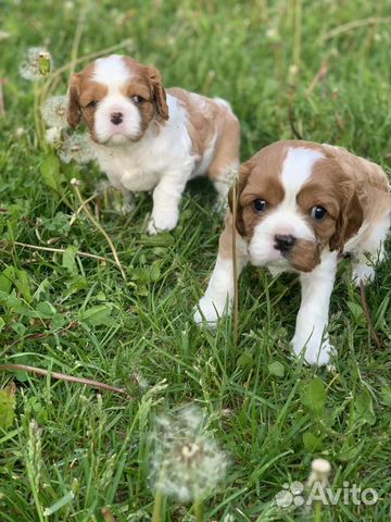 Кавалер кинг чарльз спаниель