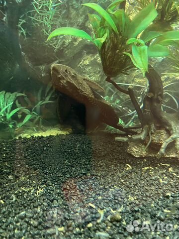 Рыба сом аквариумная